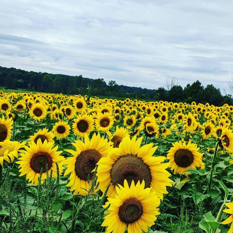 Ohio's Sunflower Fields - My Ohio Fun