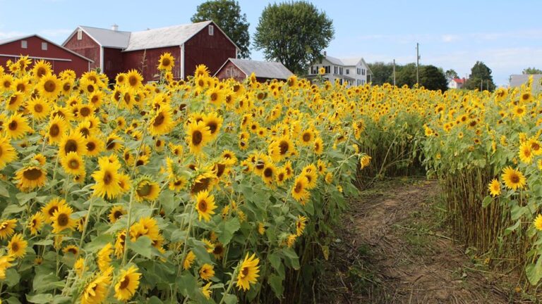 Ohio's Sunflower Fields - My Ohio Fun