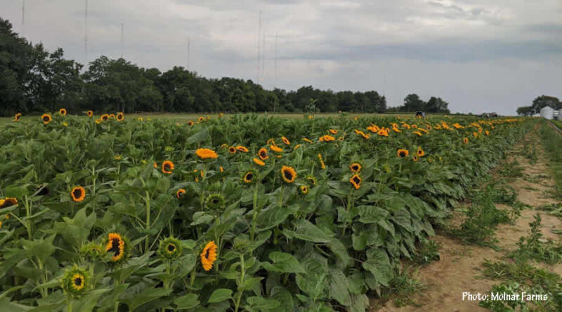 Ohio's Sunflower Fields - My Ohio Fun