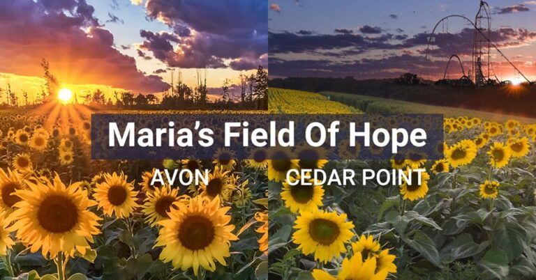 Ohio's Sunflower Fields - My Ohio Fun