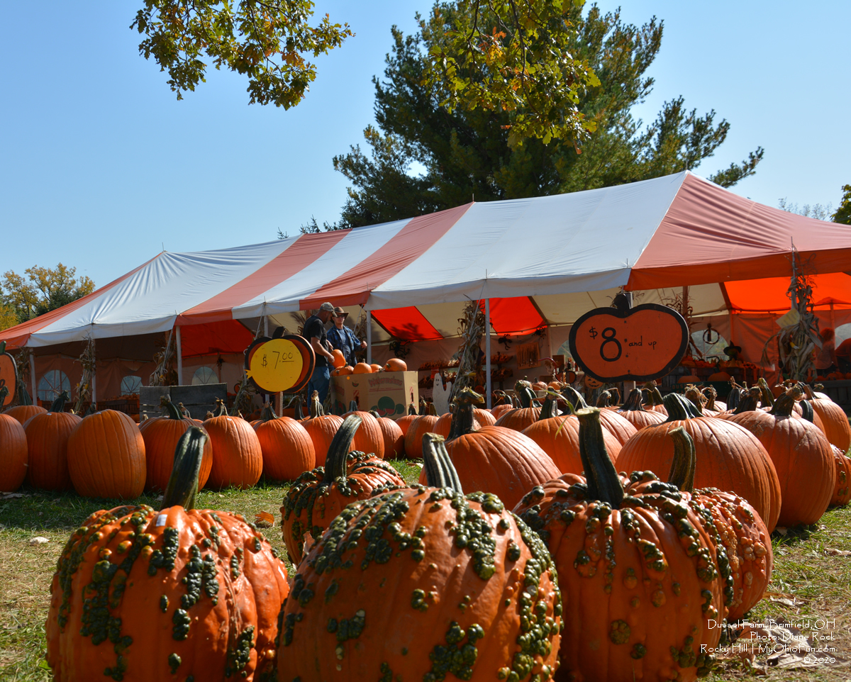 Ohio Pumpkin Patches - My Ohio Fun