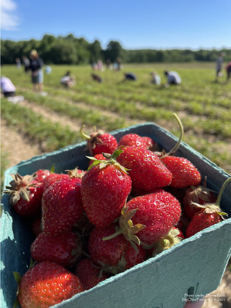 Strawberry Farms and Festivals in Ohio - My Ohio Fun